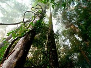 The Tallest Trees in the Amazon | Amazon Rainforest