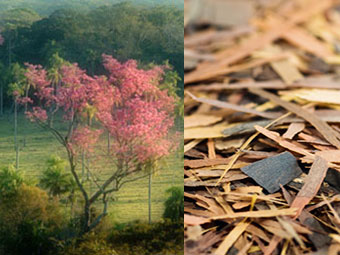 Important Medicinal Plants in the Amazon | Voyagers Travel