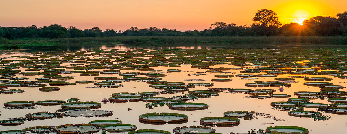 Brazil Amazon Tours | Amazon Jungle Tour | Amazon Cruises