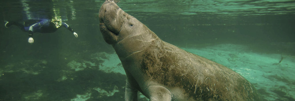 A Quick Guide of the Amazon Manatees | Voyagers Travel