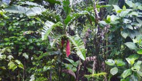 The Tallest Trees in the Amazon | Amazon Rainforest